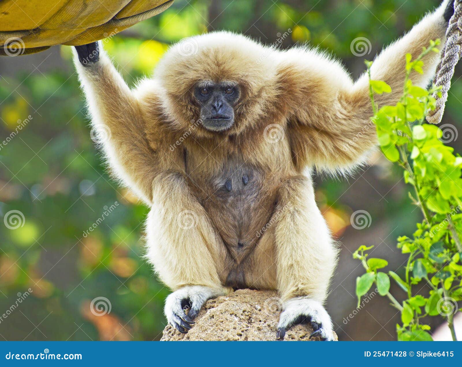 White-Handed Gibbon Ape stock photo. Image of anger, furry - 25471428