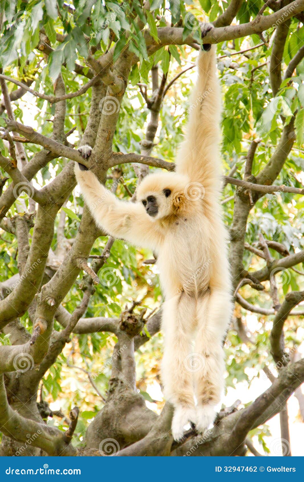 White-handed Gibbon Hanging in the Trees Stock Photo - Image of ...