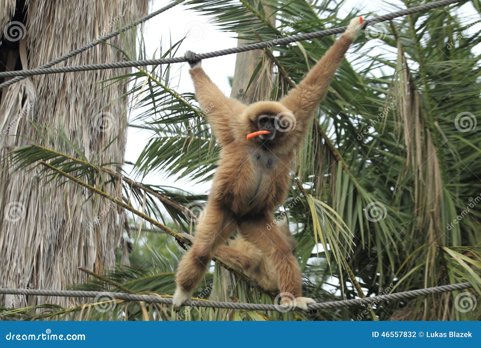 White-handed gibbon stock photo. Image of gibbon, primate - 46557832