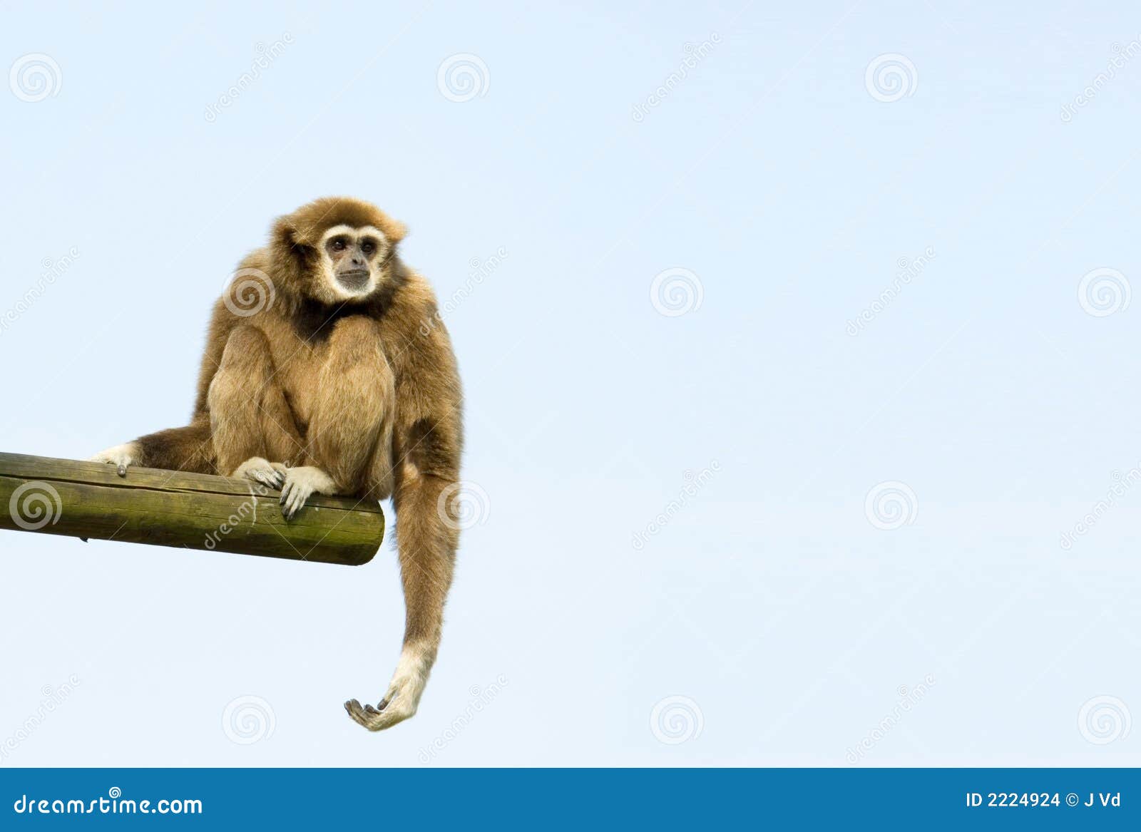 White-Handed Gibbon Sitting Stock Photo - Image of concept, endangered ...
