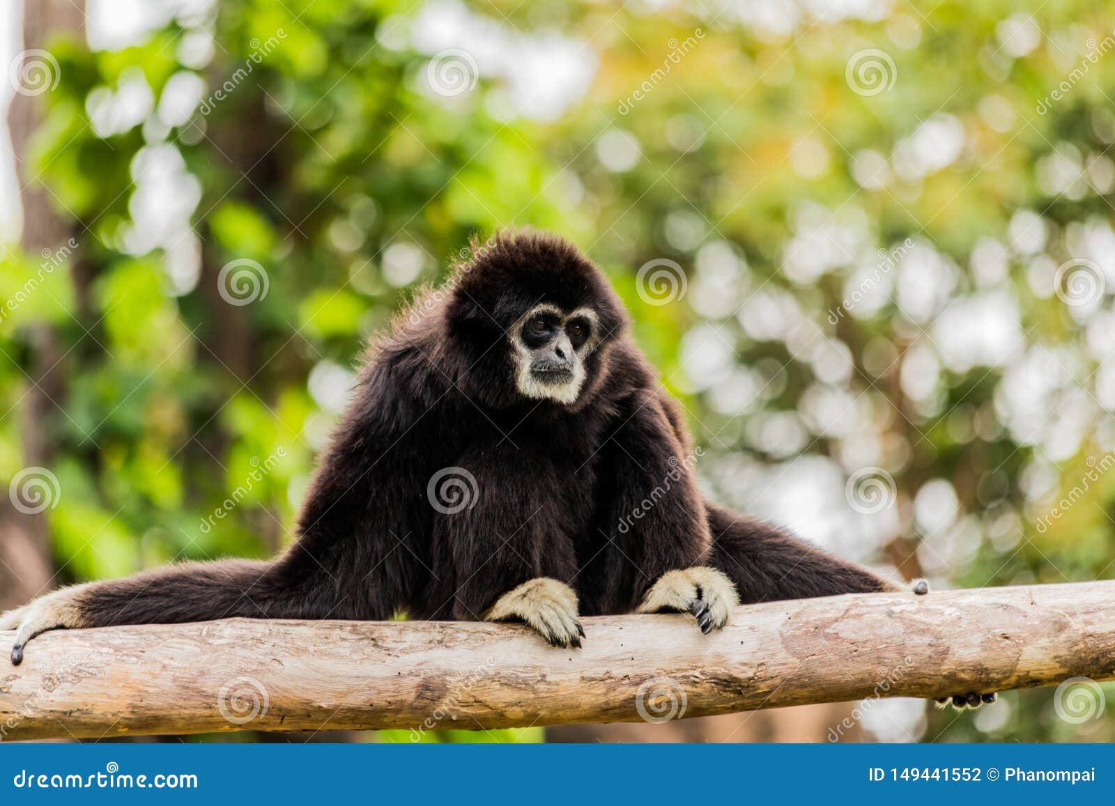 White Handed Gibbon Sitting in a Tree. Stock Photo - Image of alone ...