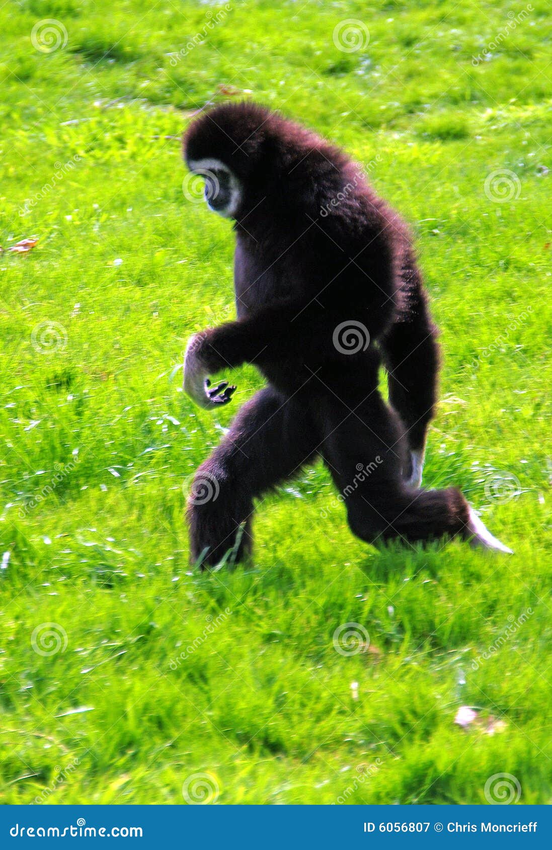 White Handed Gibbon Walking Stock Image - Image of monkeys, gibbon: 6056807