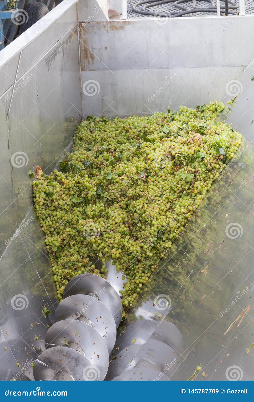 White Hanepoot Grapes Going through the Mechanical Press at a Winery ...