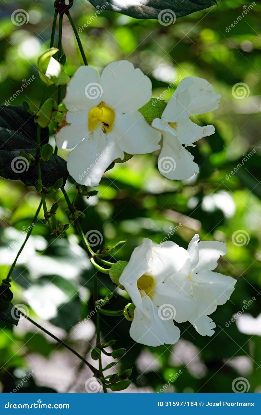 White Hanging Flower in Philippines. Stock Photo - Image of nature ...