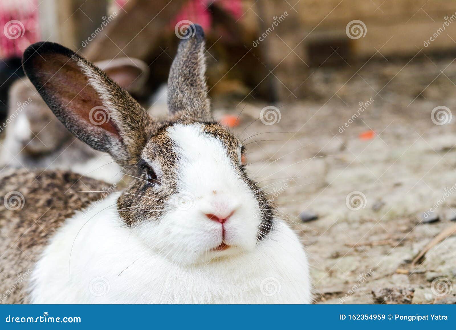 A White Rabbit Lying on the Ground Stock Image - Image of natural ...