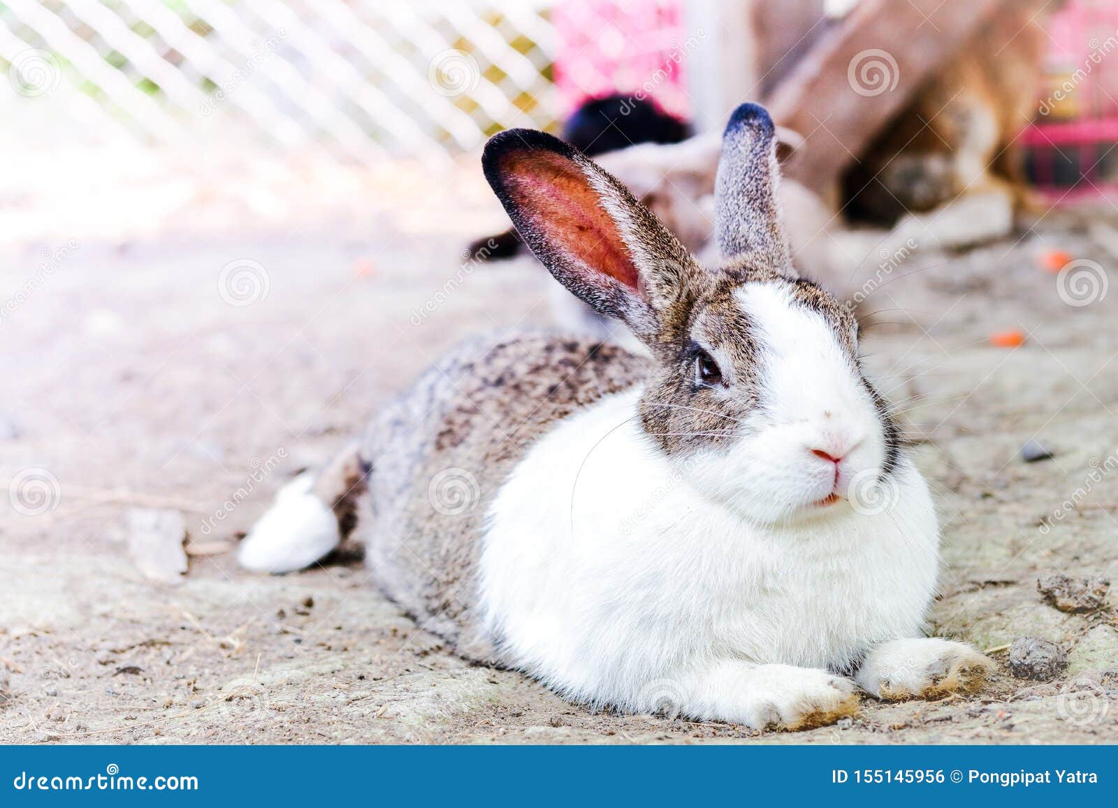 The White Hare Lying on the Ground Felt Cool. Stock Photo - Image of ...