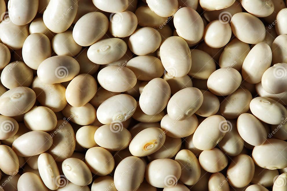 White haricot stock photo. Image of vegetable, grain - 13089222