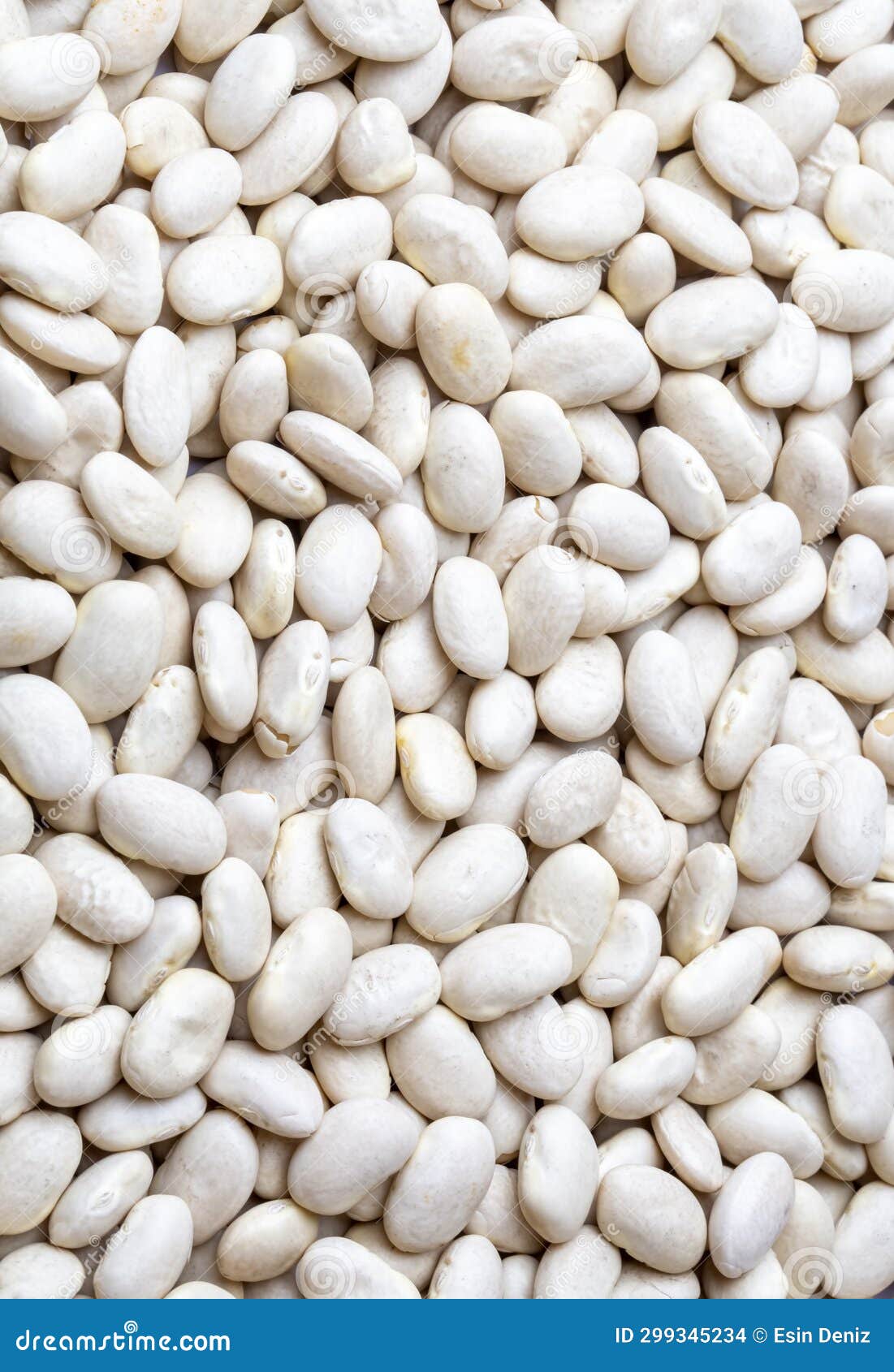 White Haricot Beans on the White Background Stock Photo - Image of ...