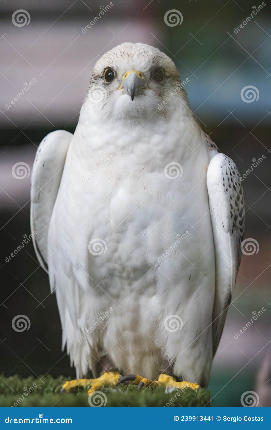 White hawk full body stock image. Image of wildlife - 239913441