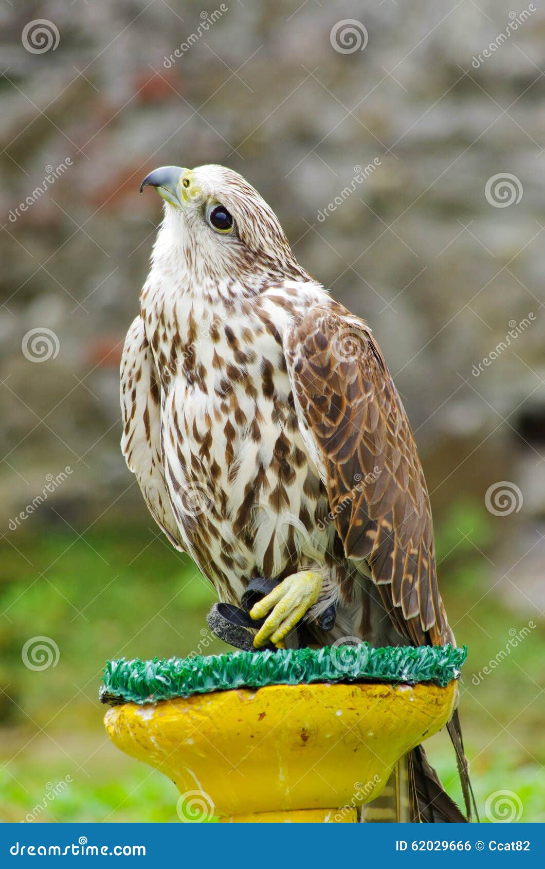White hawk stock photo. Image of northern, falconer, white - 62029666
