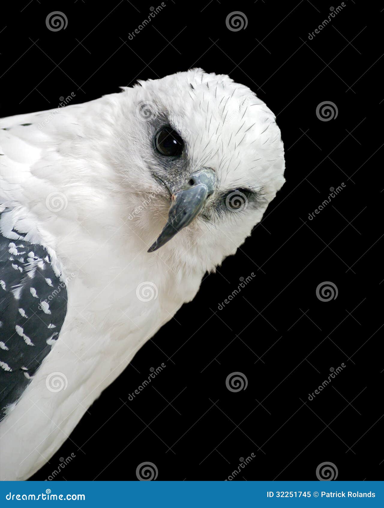 White hawk peeking stock image. Image of endangered, creatures - 32251745