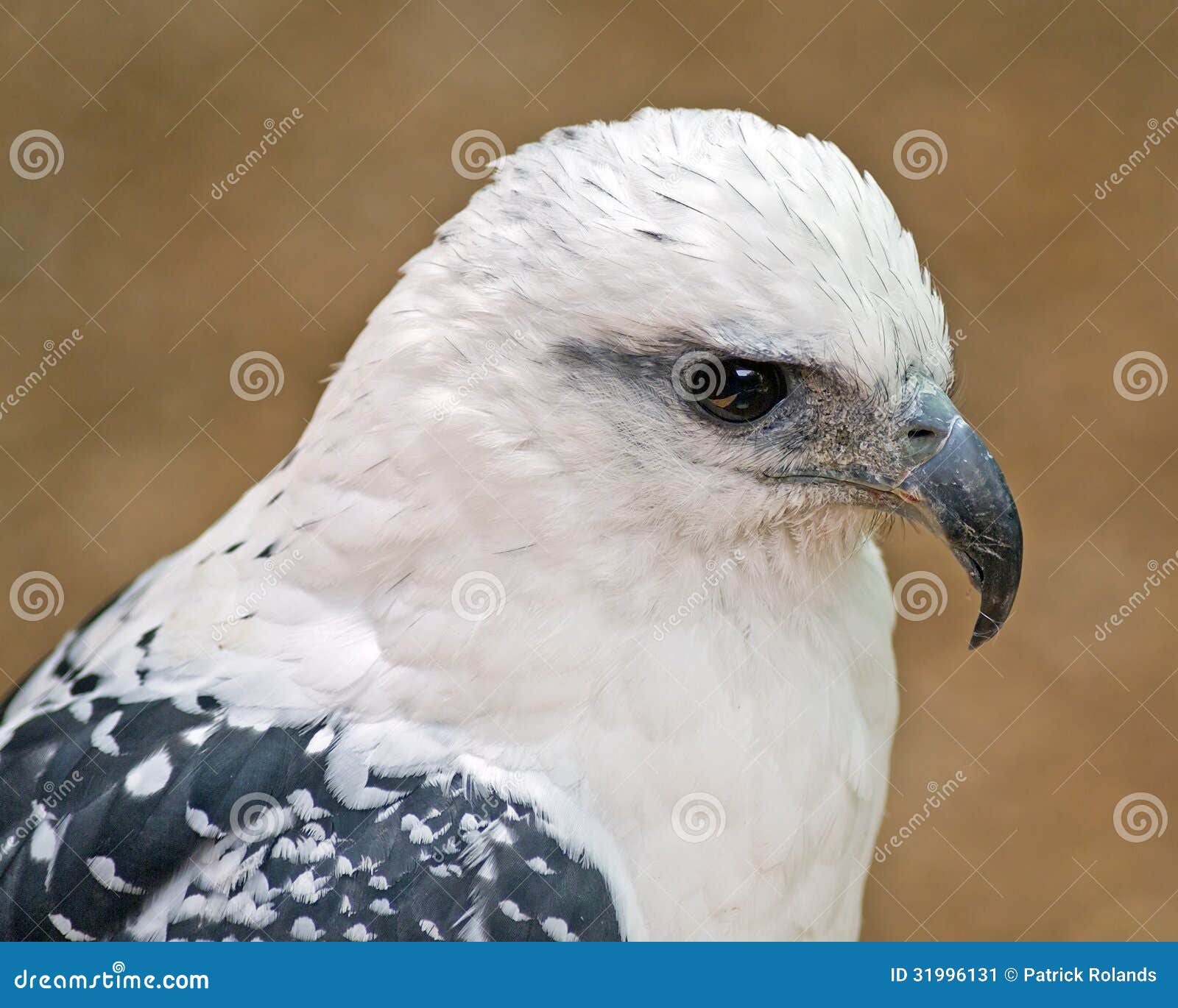 White hawk stock image. Image of birds, environment, face - 31996131