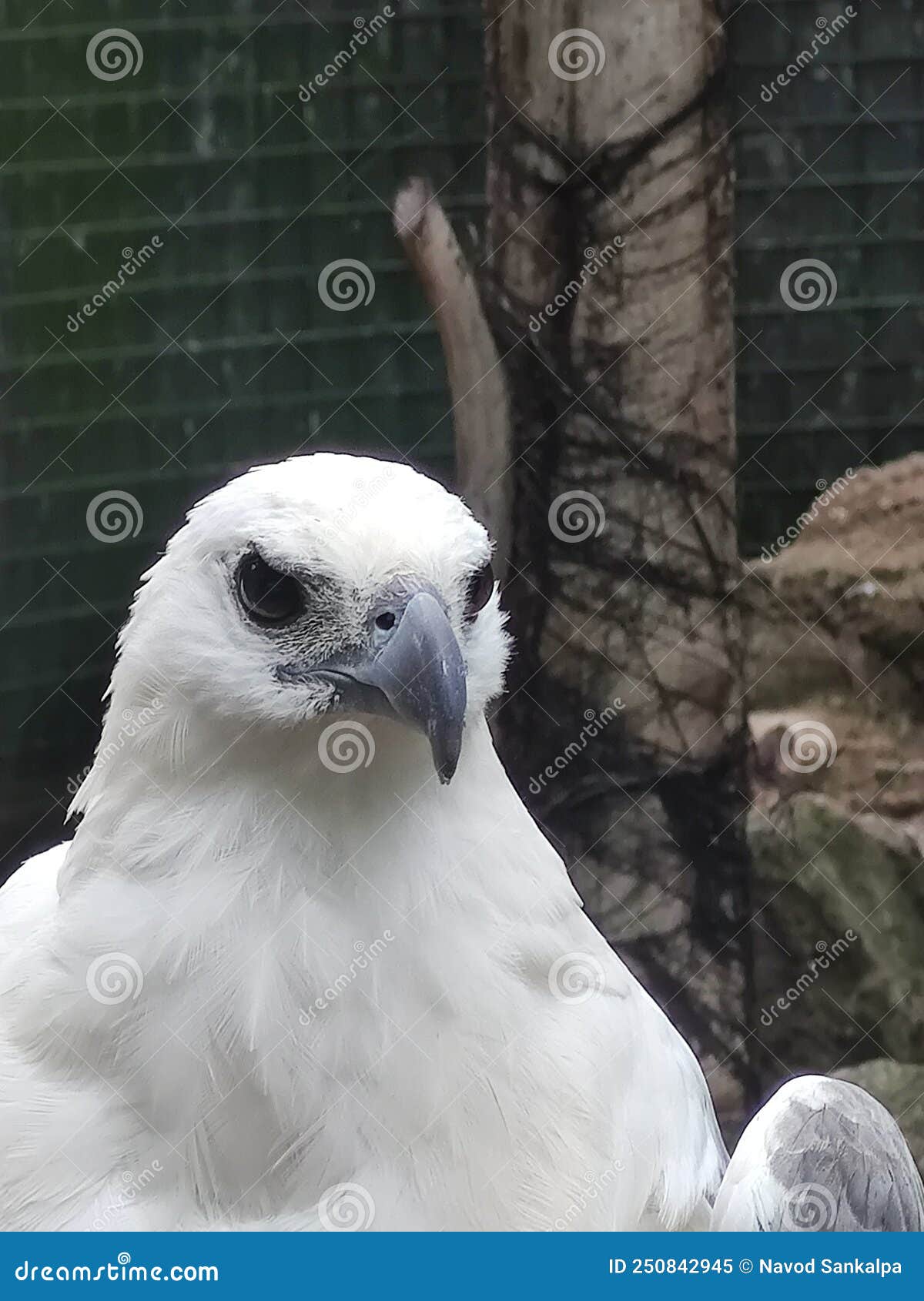 White Hawk ( Ukussa) - Danger Hawk Face Stock Image - Image of white ...