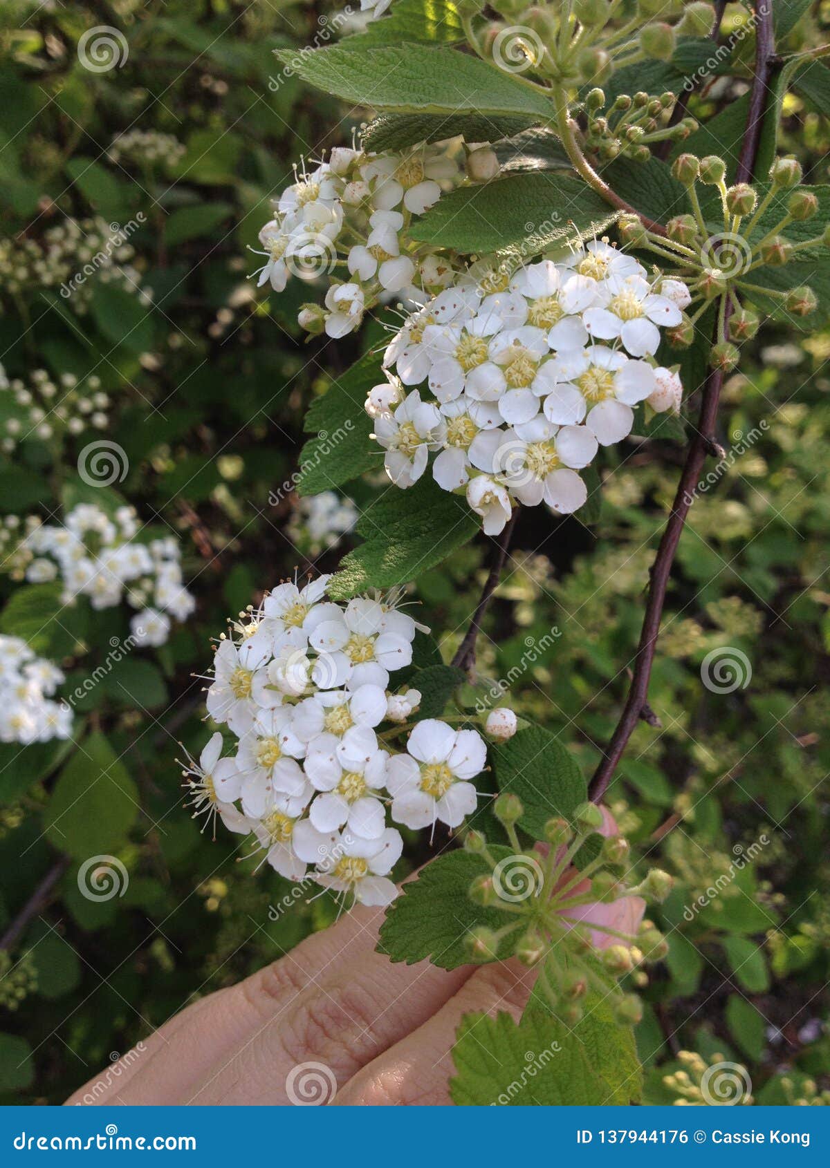 White hawthorn blooming stock photo. Image of white - 137944176