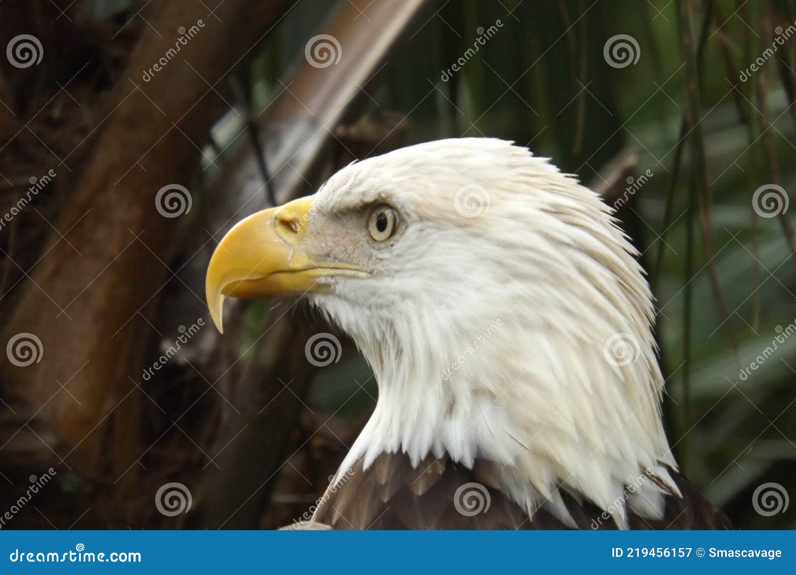 Bald Eagle Head Shot with Eyes and Beak Stock Image - Image of head ...