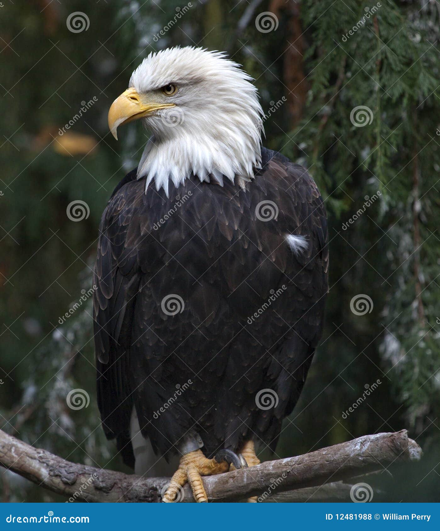 White Head Bald Eagle in Tree Washington Stock Photo - Image of bald ...