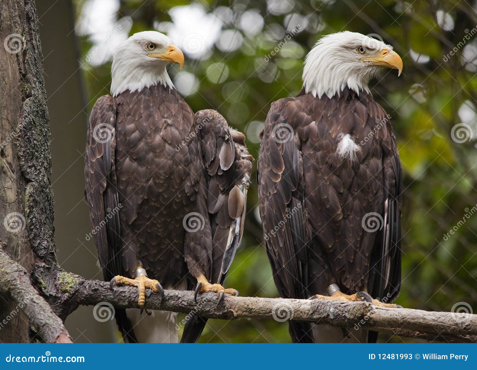 White Head Bald Eagles in Tree Washington Stock Image - Image of white ...
