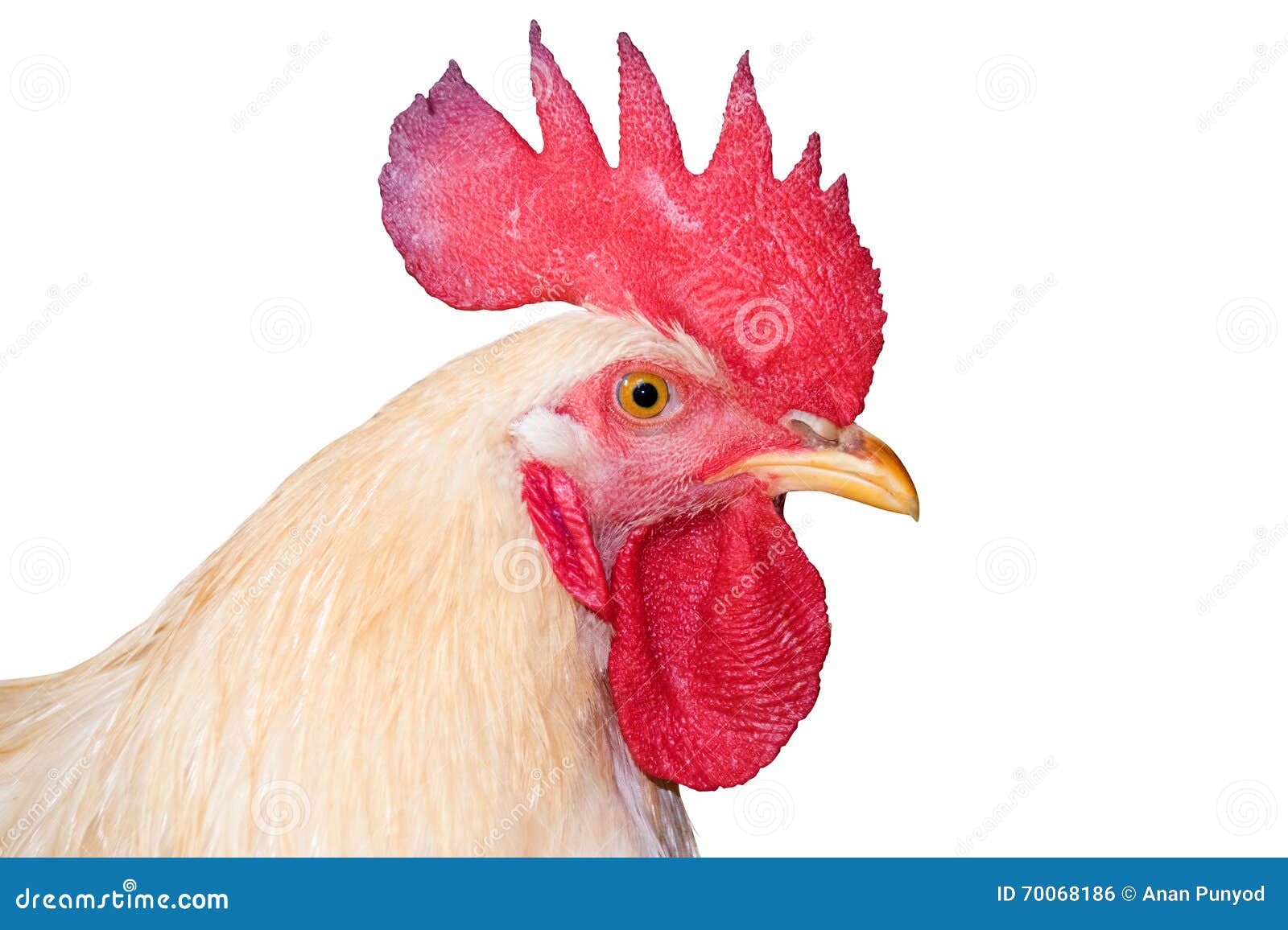 Head Of Chicken Hen Shock And Funny Surprising Isolated White Ba ...