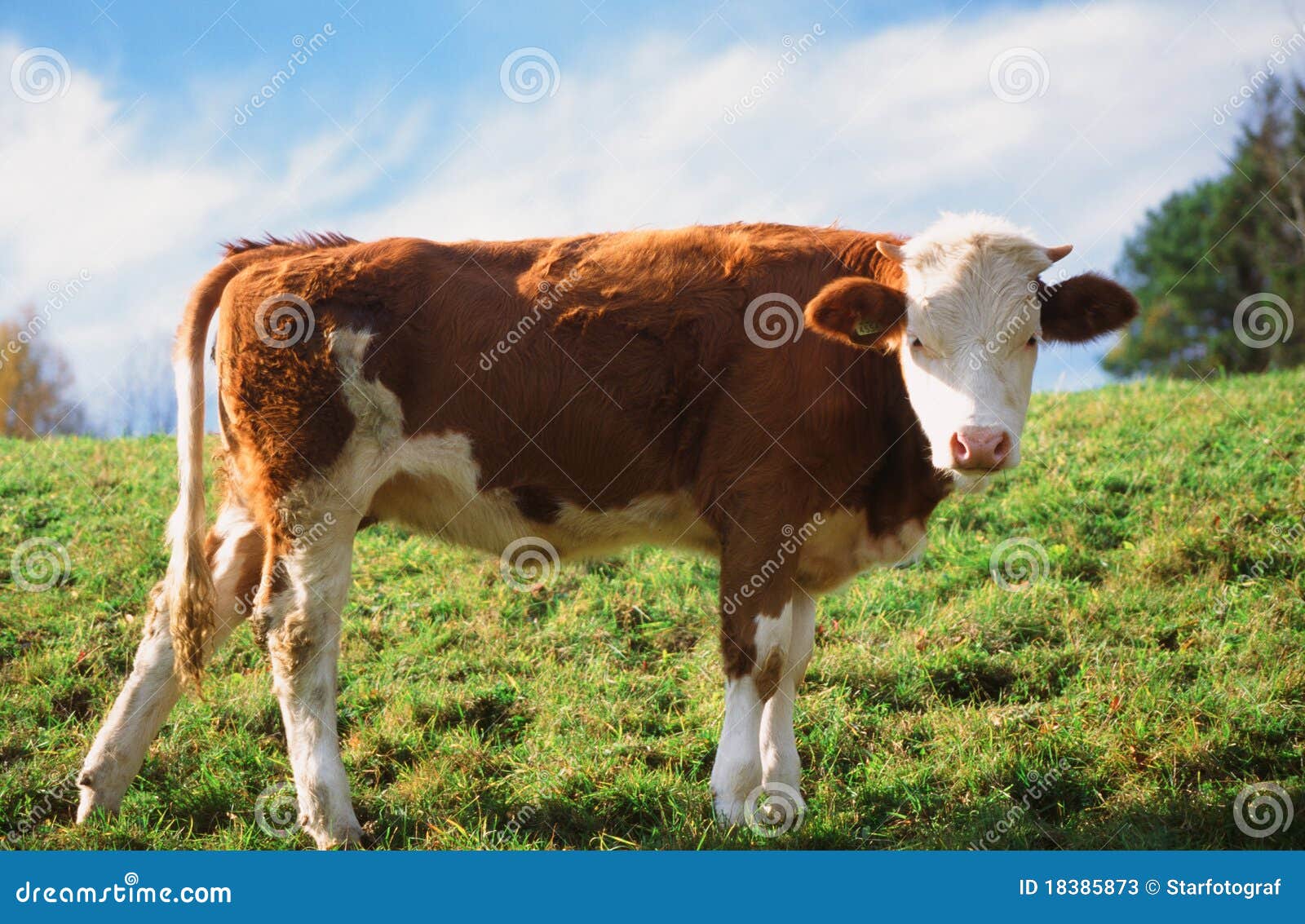White head cow stock image. Image of look, animal, clouds - 18385873