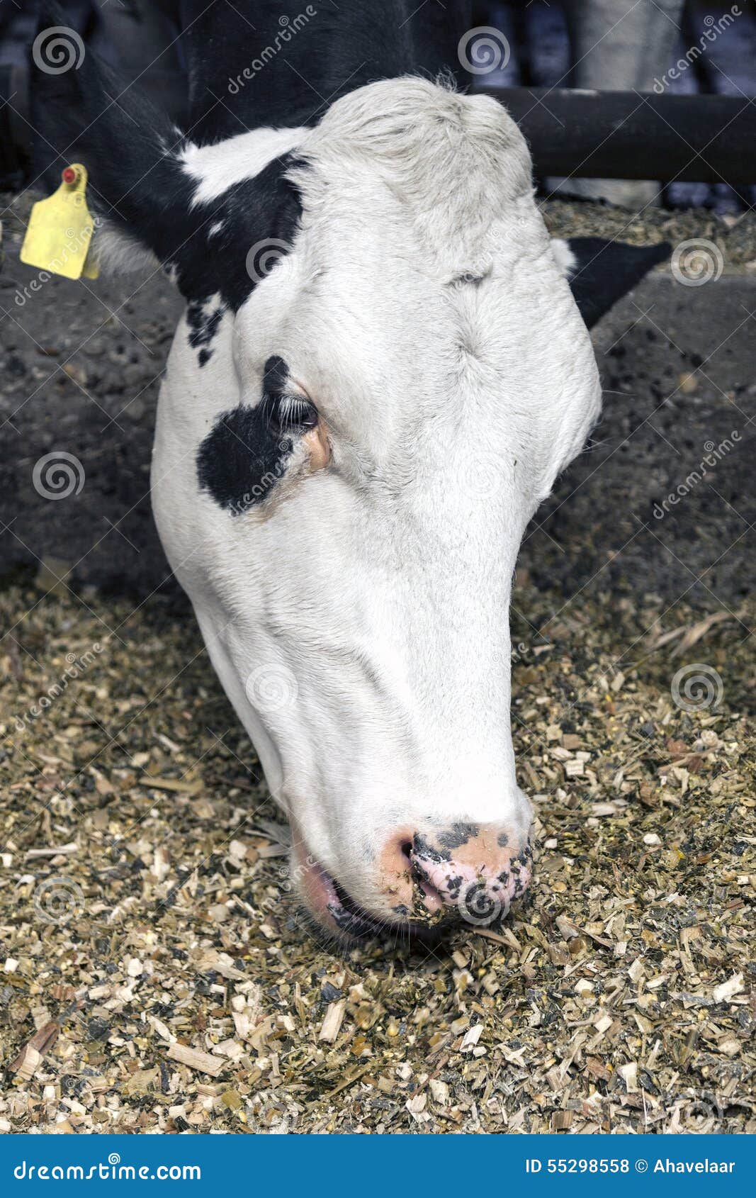 White Head of Cow in Stable Stock Photo - Image of industry, holstien ...