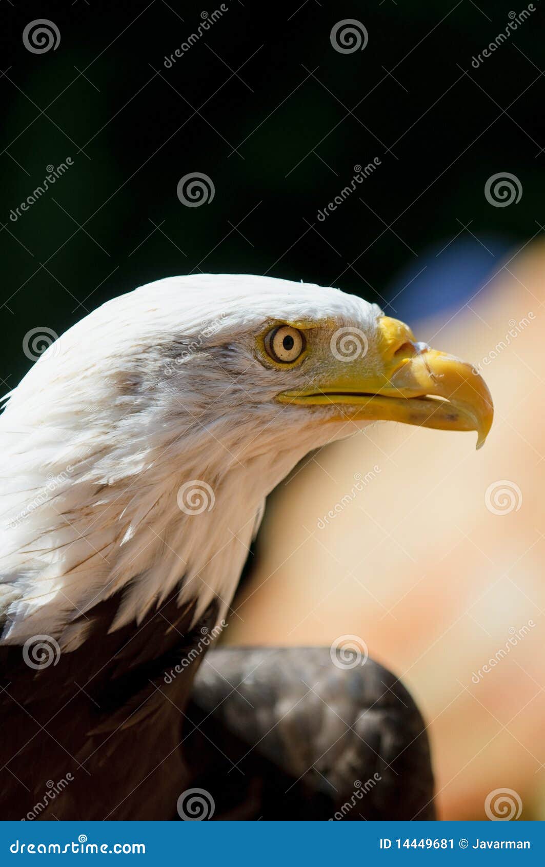 White head eagle stock image. Image of beak, raptor, eagle - 14449681