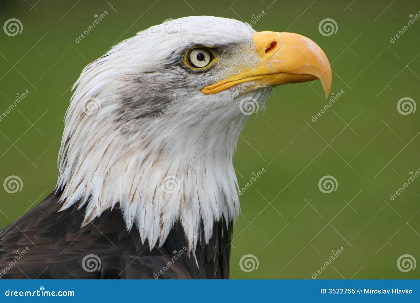 White head eagle stock image. Image of bill, hunting, nature - 3522755