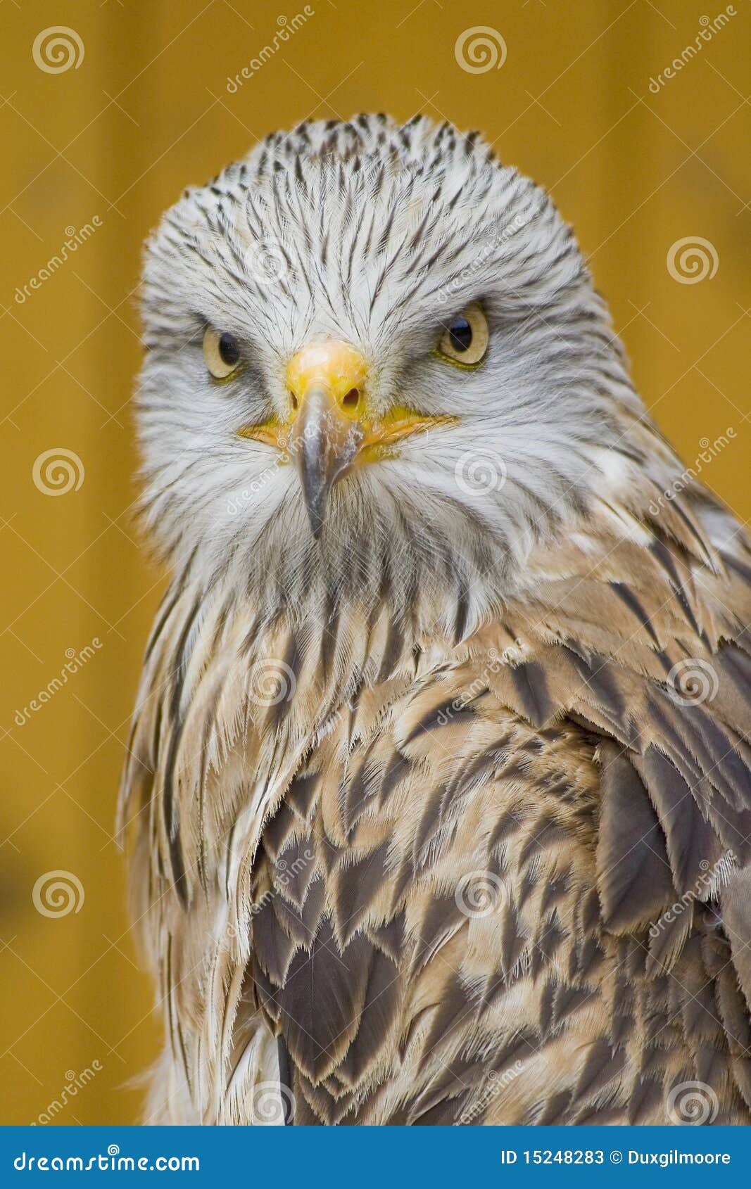 White Head Eagle - Danger Eyes Stock Image - Image of watchful, danger ...