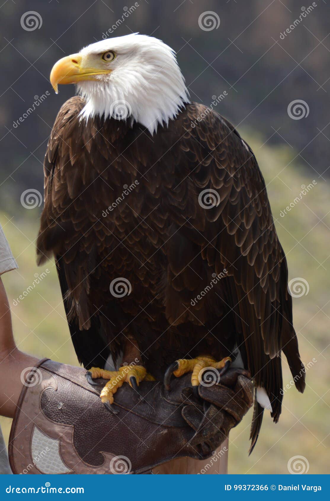 White Head Eagle stock photo. Image of unique, close - 99372366