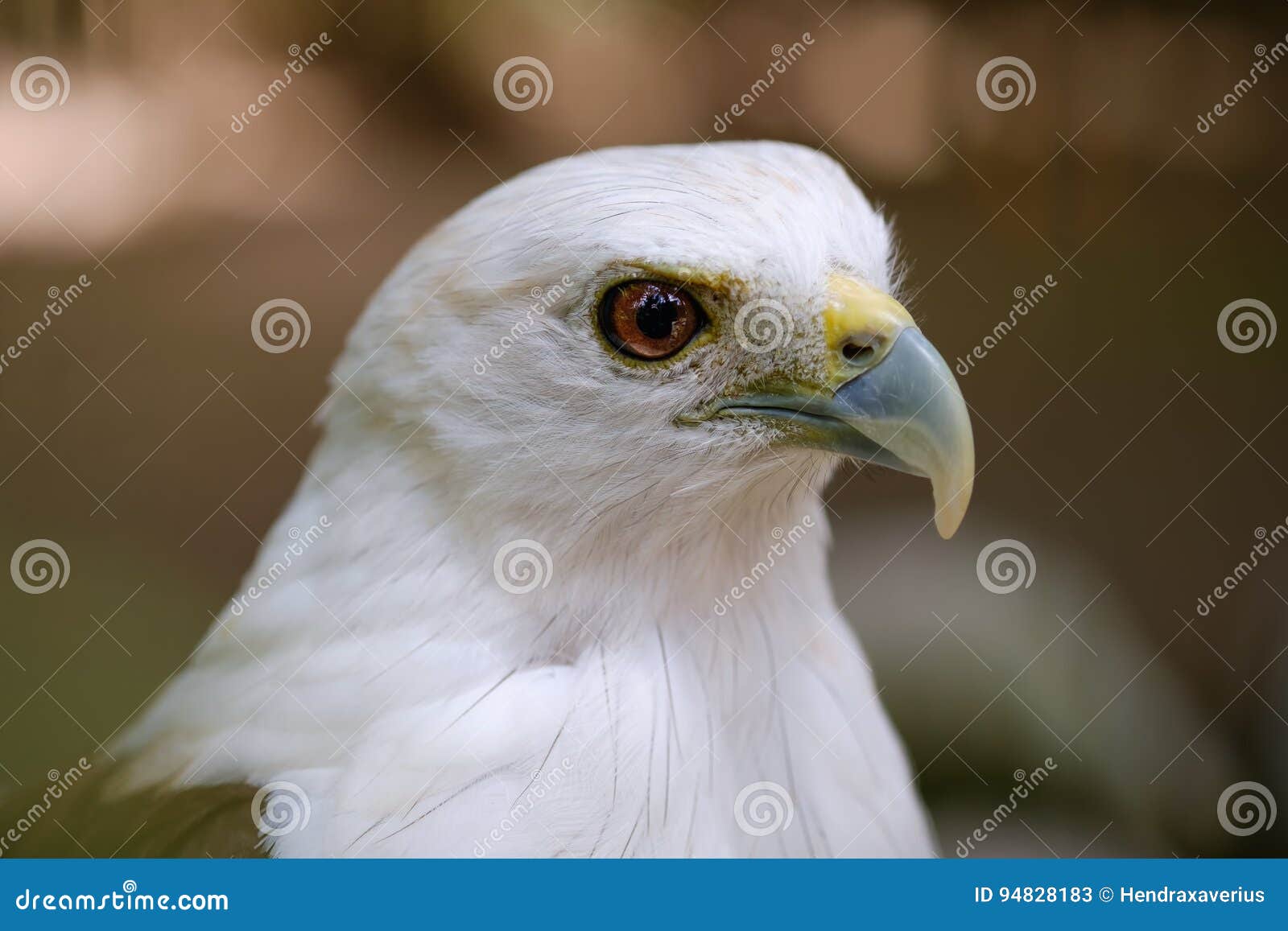 White head falcon stock image. Image of white, beak, aves - 94828183