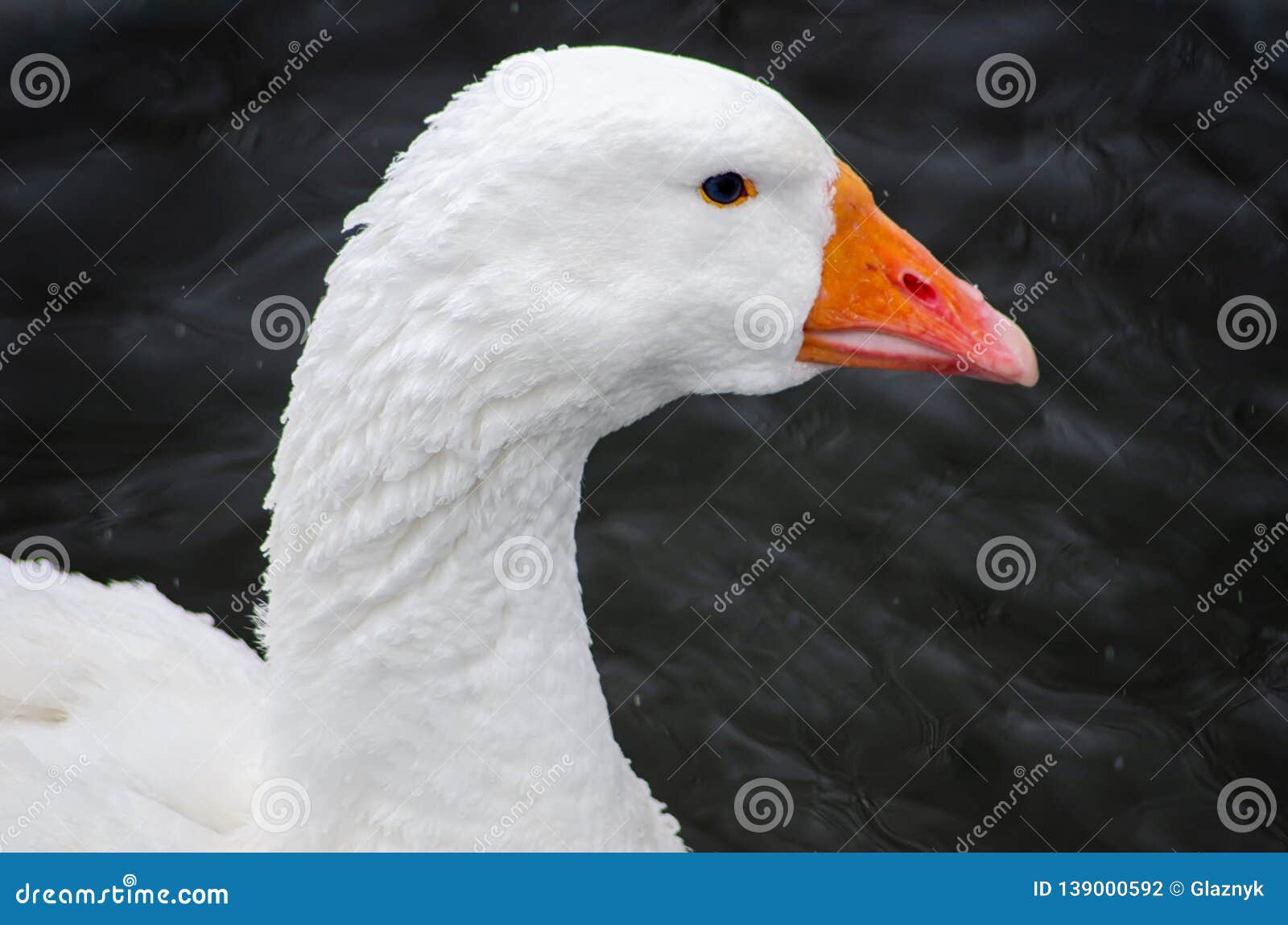White head Goose stock photo. Image of long, close, canada - 139000592