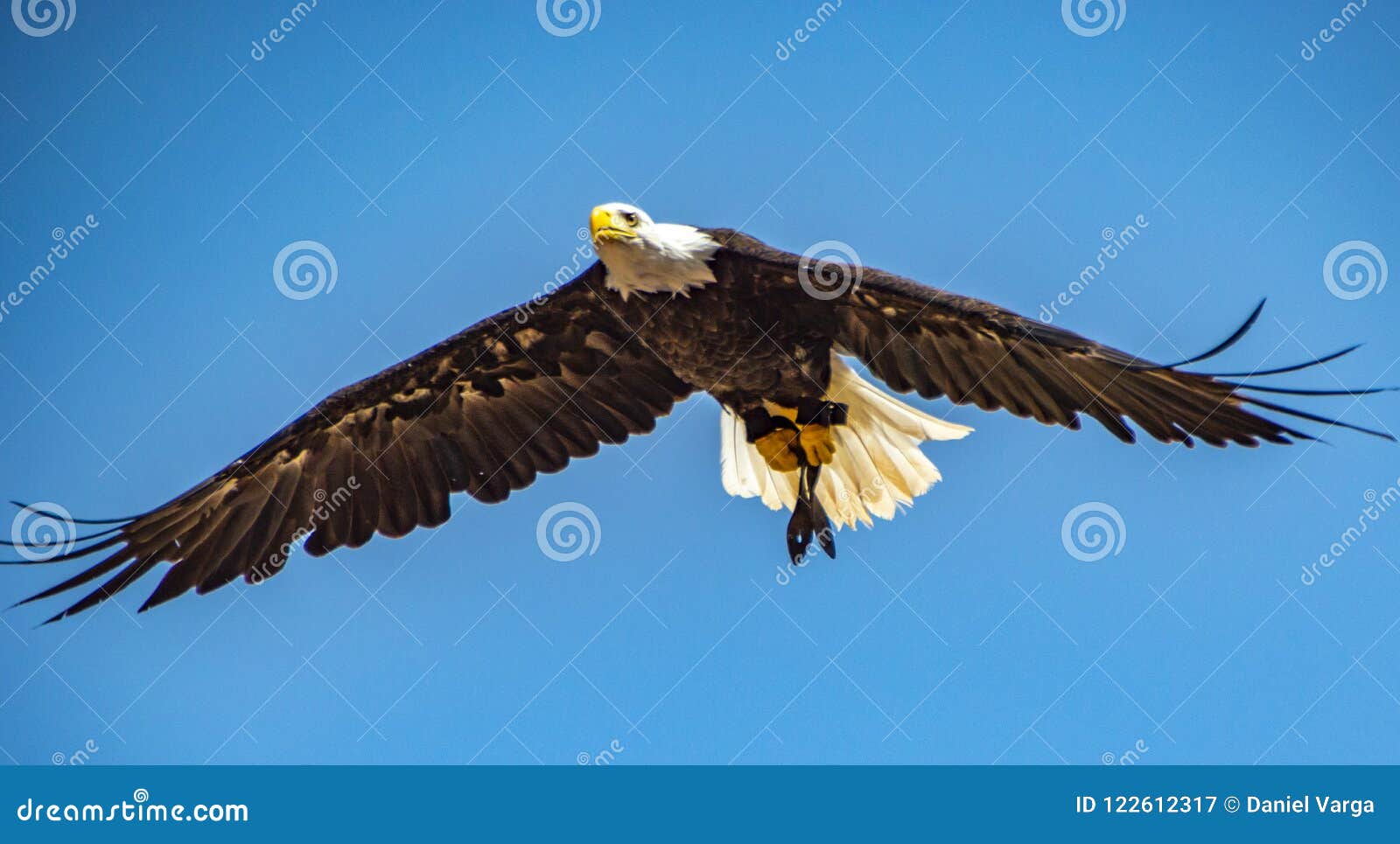 White-headed Bald Eagle Flying on Sky Stock Image - Image of flying ...
