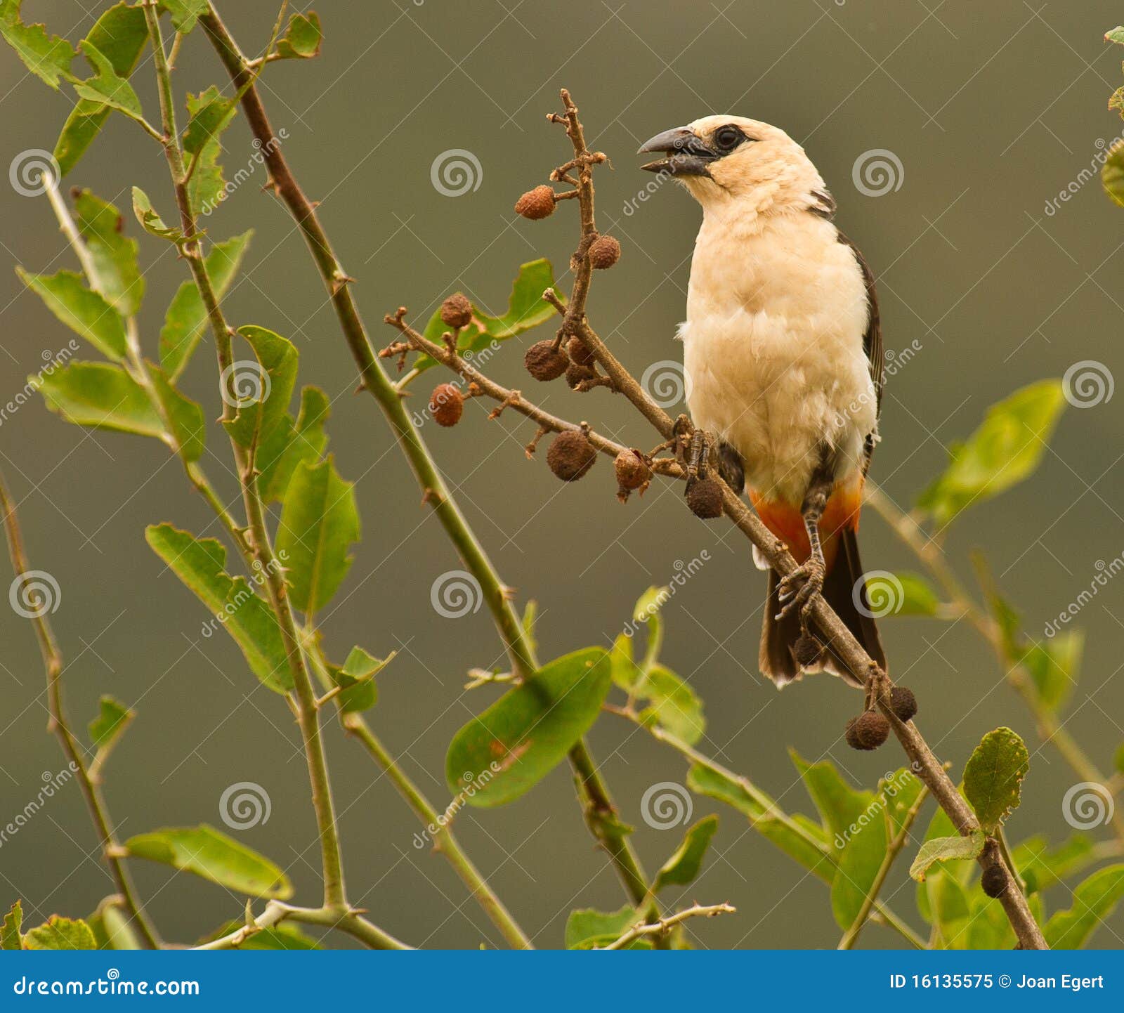 White-headed Buffalo-Weaver Stock Image - Image of weavers, beak: 16135575