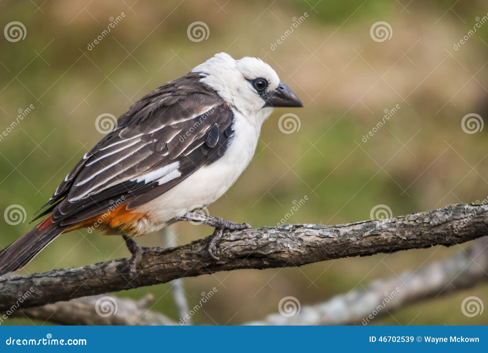 White-Headed Buffalo Weaver on Tree Limb Stock Image - Image of claw ...