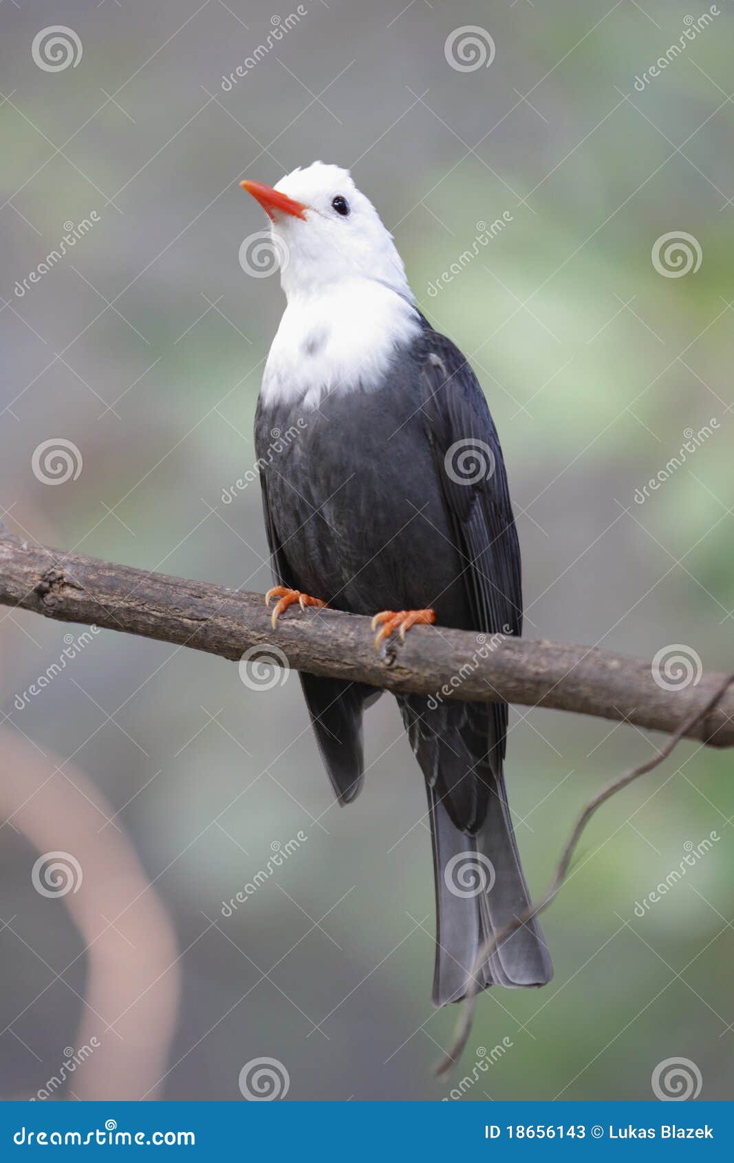 White-headed bulbul stock image. Image of widllife, animal - 18656143