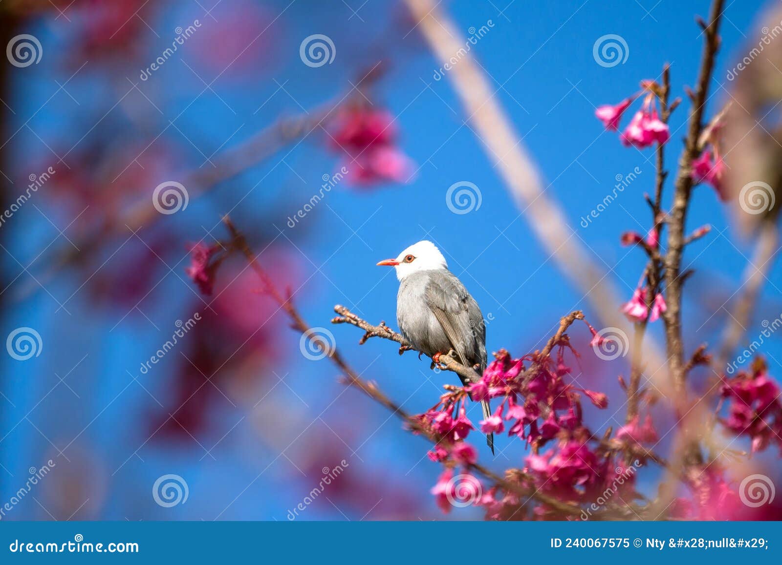 White-headed Bulbul bird stock image. Image of ecology - 240067575
