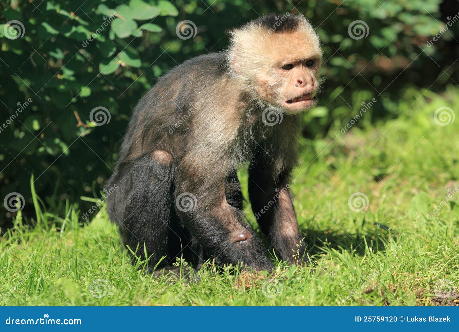 White-headed capuchin stock photo. Image of capucinus - 25759120