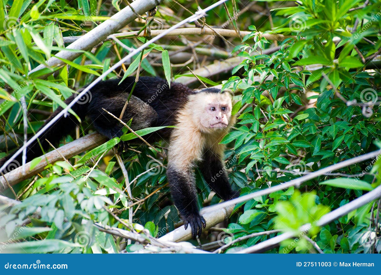 White-headed Capuchin stock image. Image of forest, whitefaced - 27511003