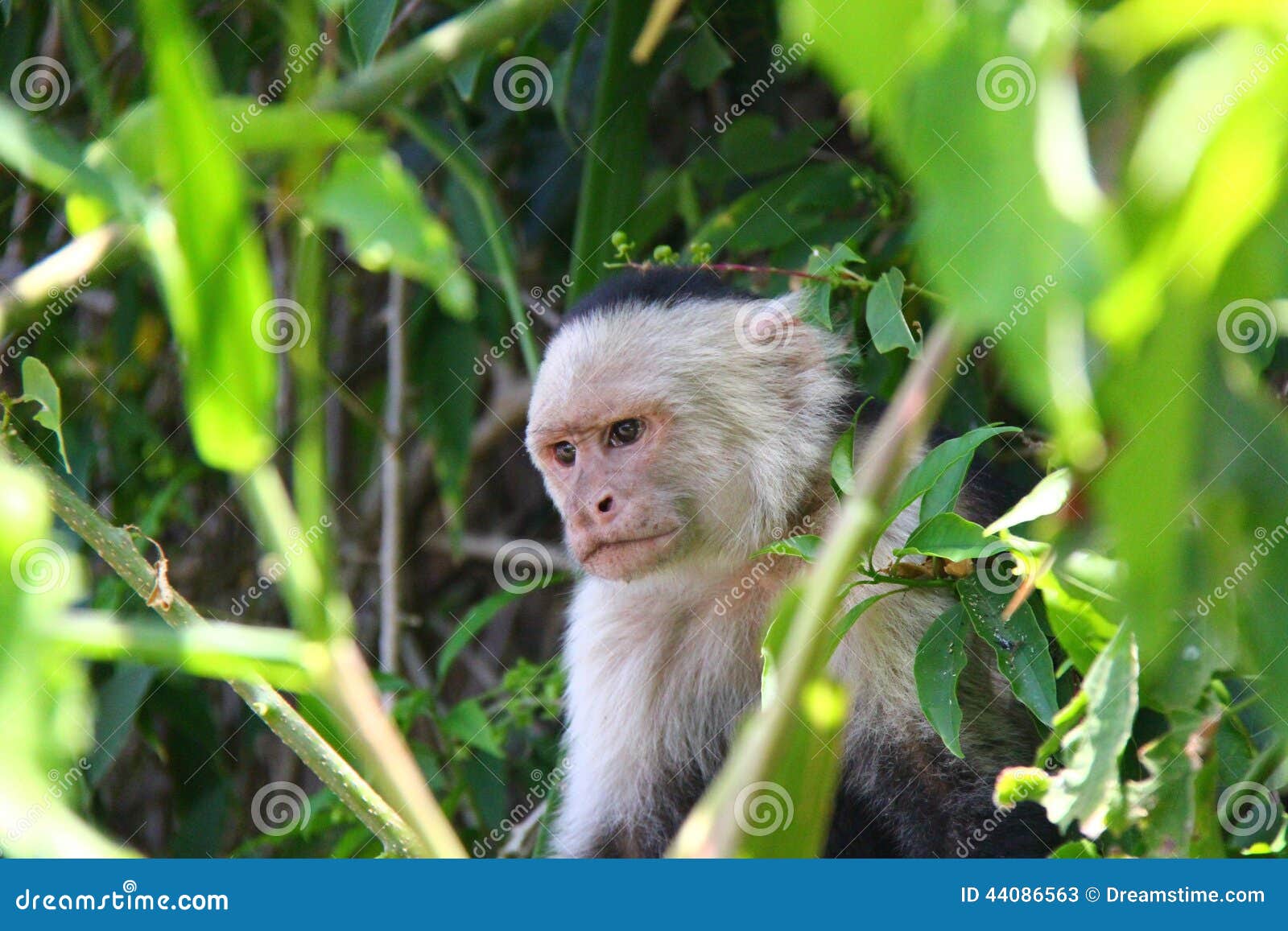 Angry Capuchin Monkey Royalty-Free Stock Photography | CartoonDealer ...