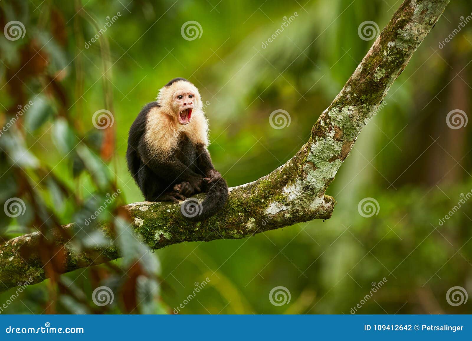 Angry Capuchin Monkey Royalty-Free Stock Photography | CartoonDealer ...