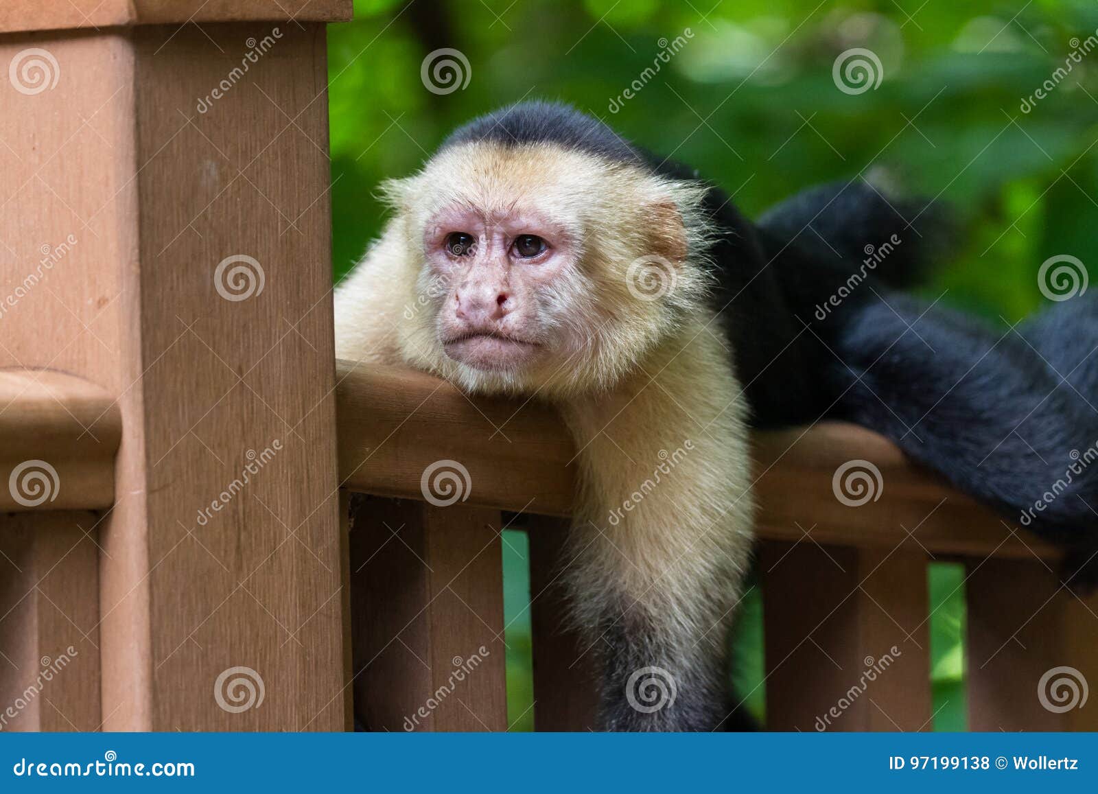 Monkey Hand Rail Photos - Free & Royalty-Free Stock Photos from Dreamstime