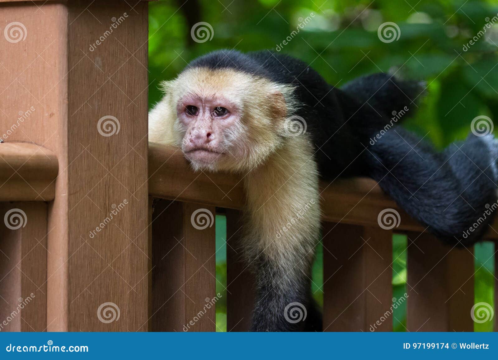 White-headed Capuchin - Cebus Capucinus Stock Photo - Image of beach ...