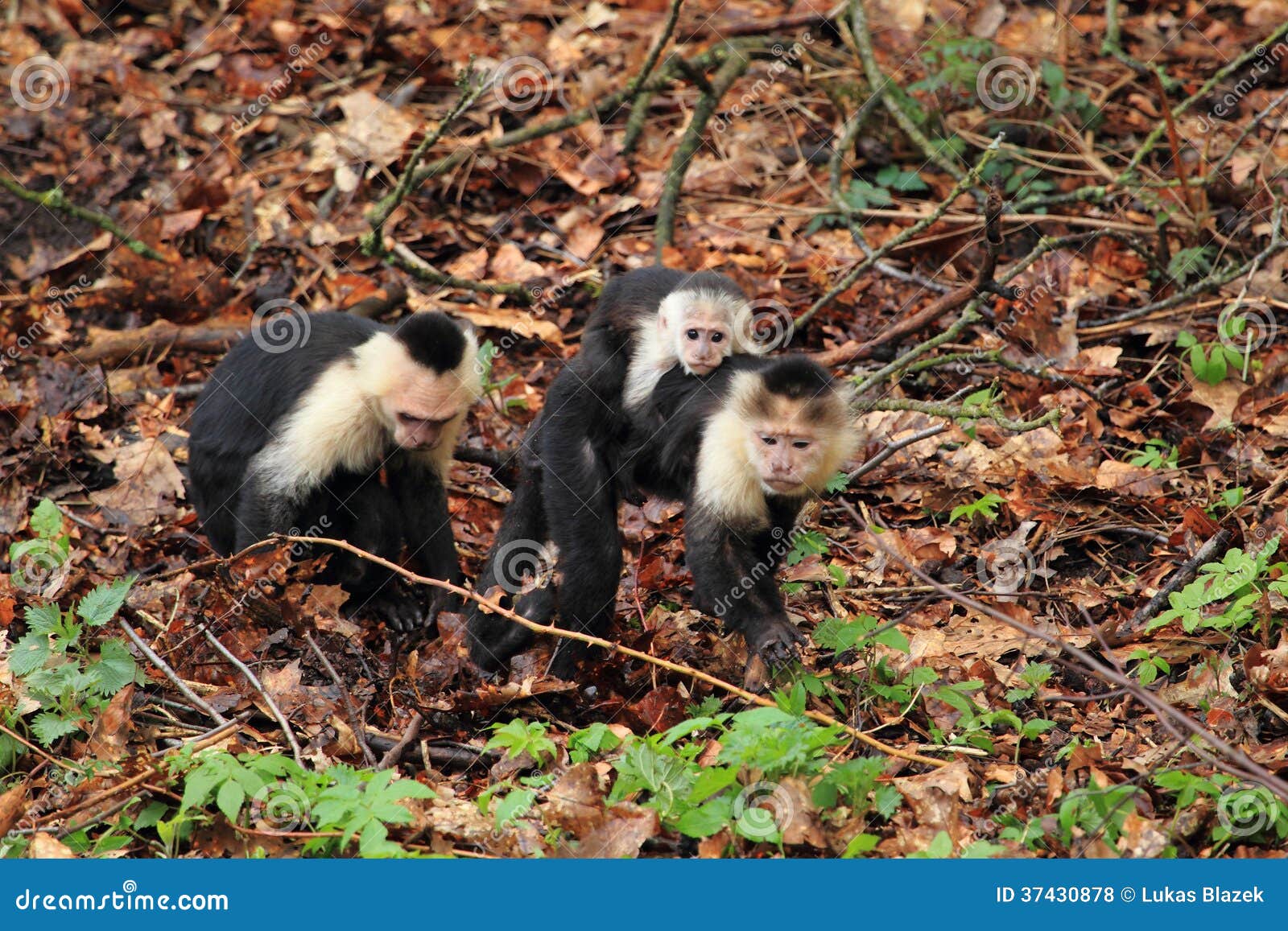 White-headed capuchin stock photo. Image of mammal, nature - 37430878