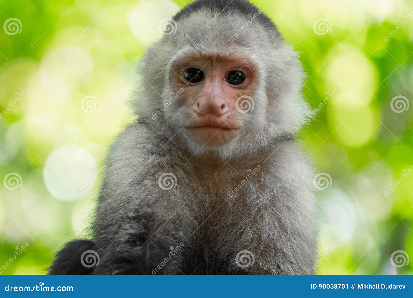 White Headed Capuchin Monkey Stock Image - Image of animal, nature ...