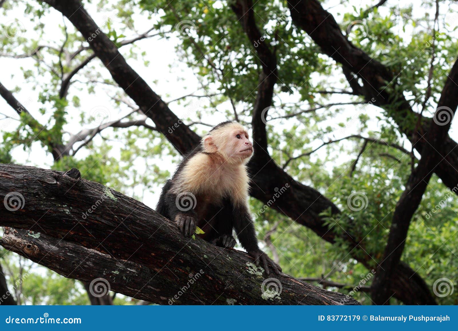 Mamale Stock Photos - Free & Royalty-Free Stock Photos from Dreamstime