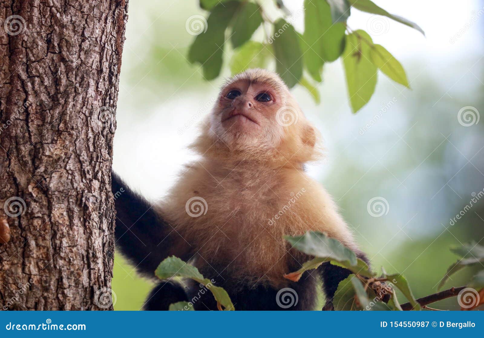 Grumpy Monkey Royalty-Free Stock Photography | CartoonDealer.com #41483525