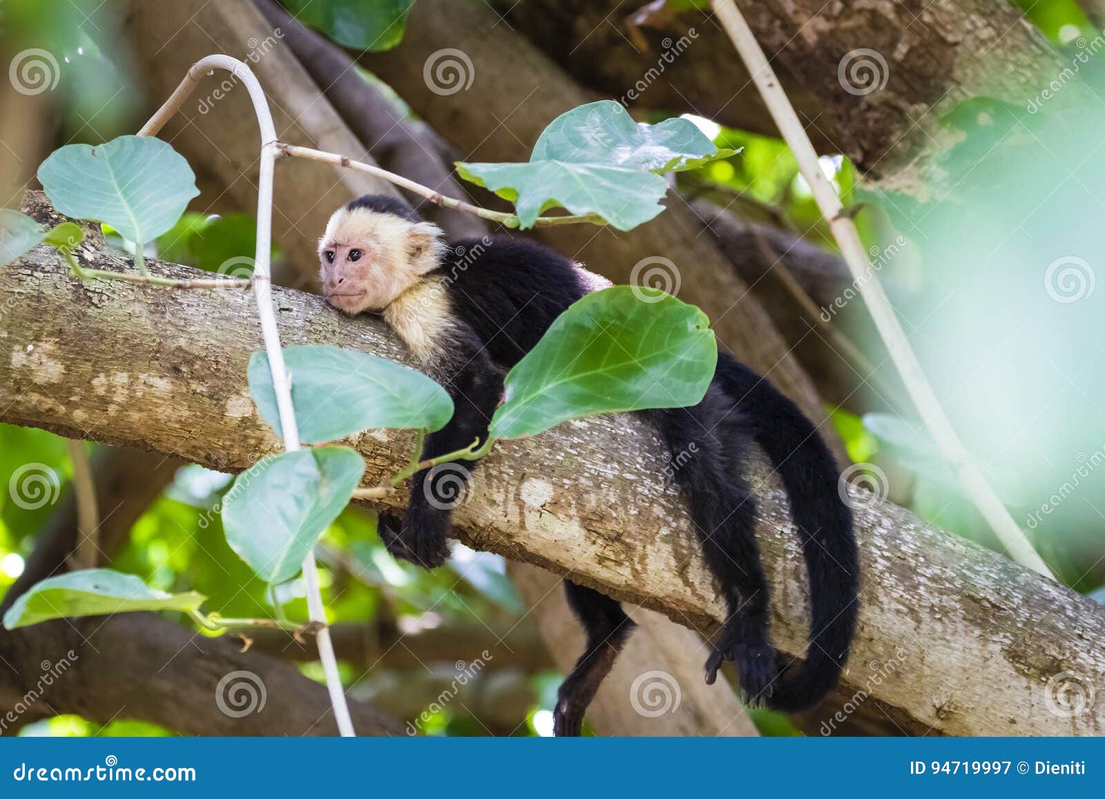White-headed Capuchin Relaxing in a Tree - Cebus Capucinus Stock Image ...