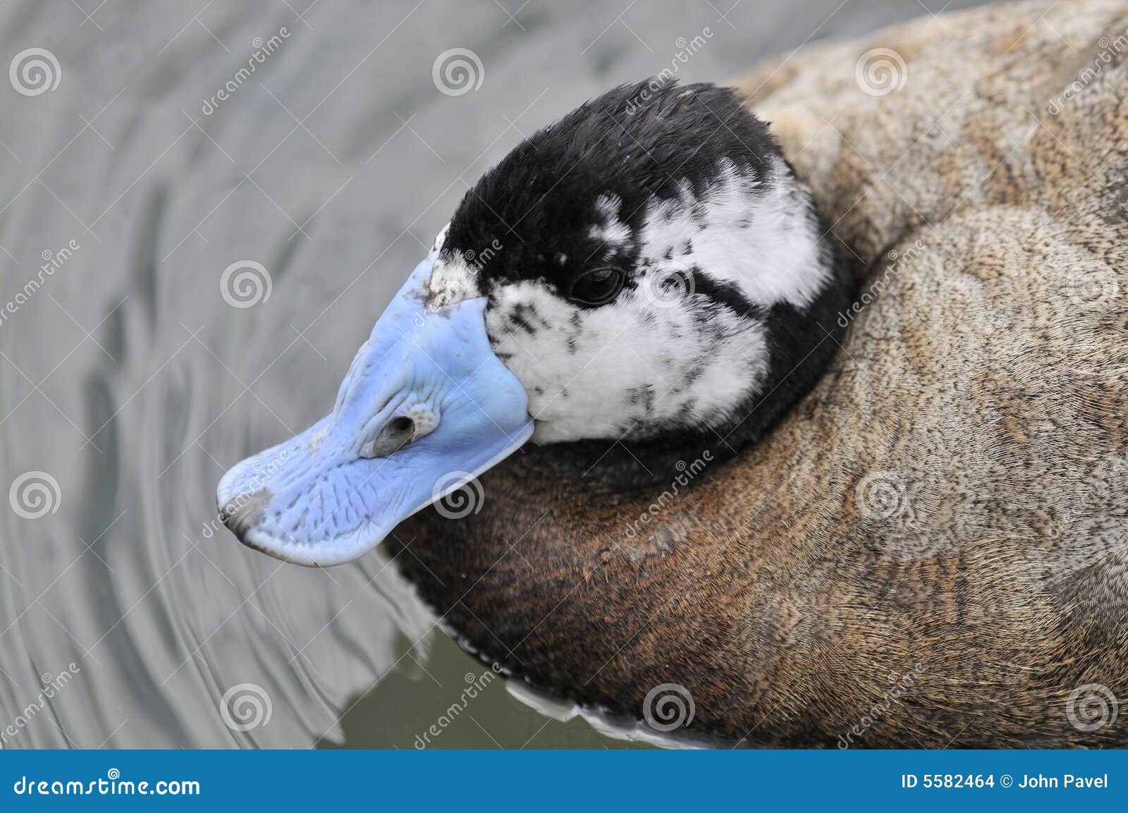 White-headed Duck stock photo. Image of leucocephala, challenge - 5582464