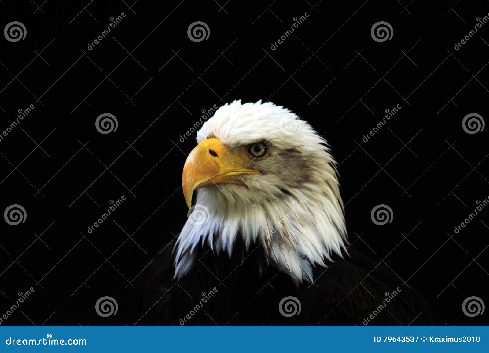 White-headed eagle stock image. Image of headed, raptor - 79643537