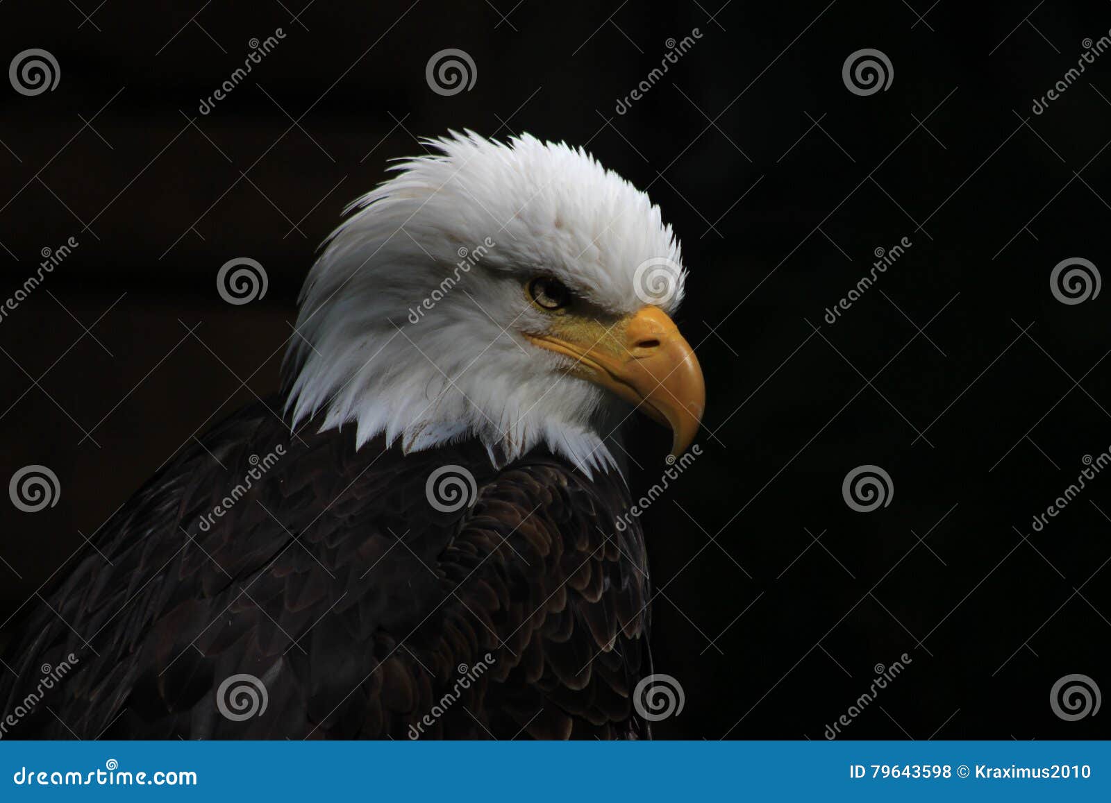 White-headed eagle stock photo. Image of accipitridae - 79643598