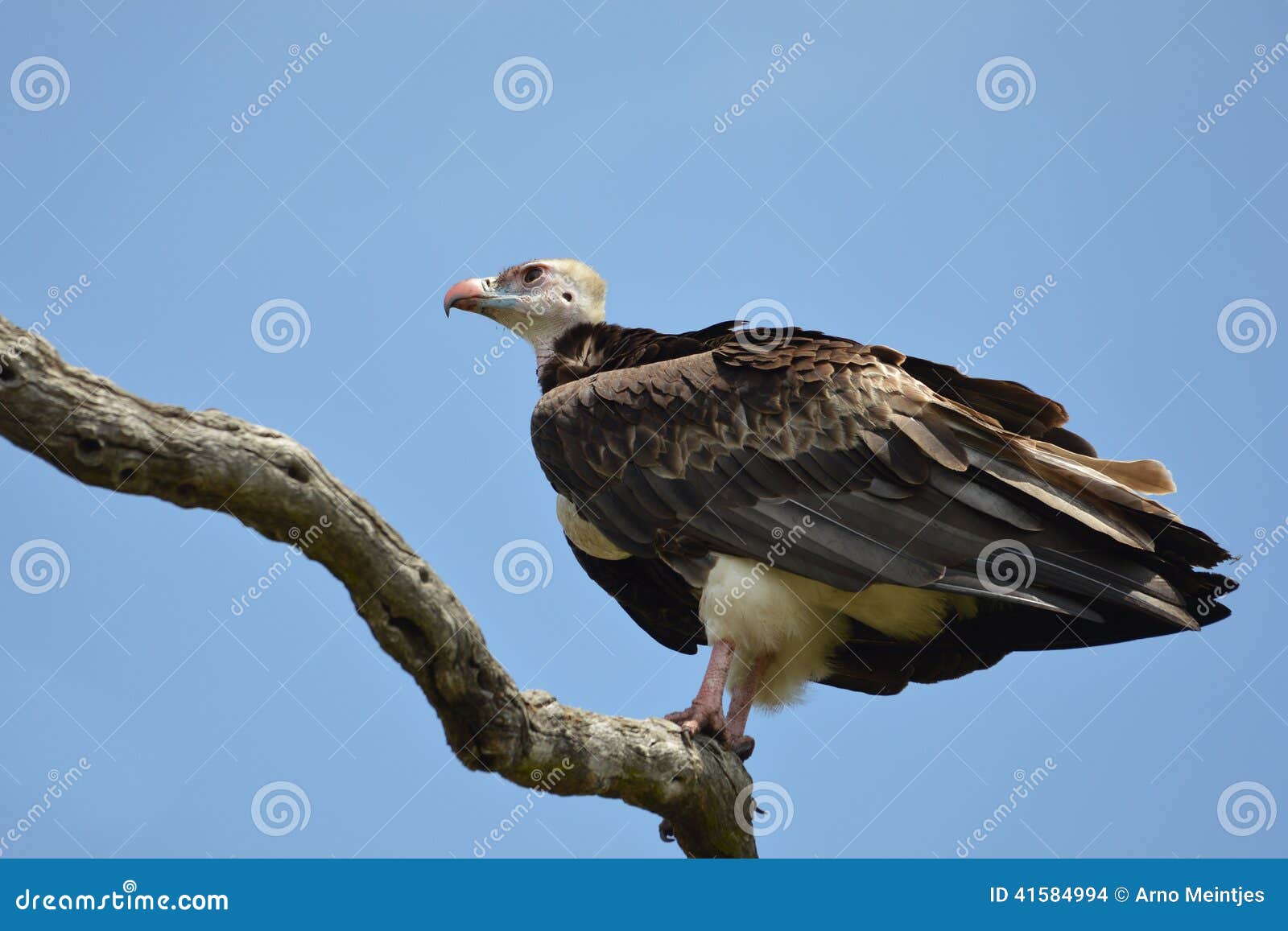White-headed Gier (Trigonoceps-occipitalis) Stock Foto - Image of ...